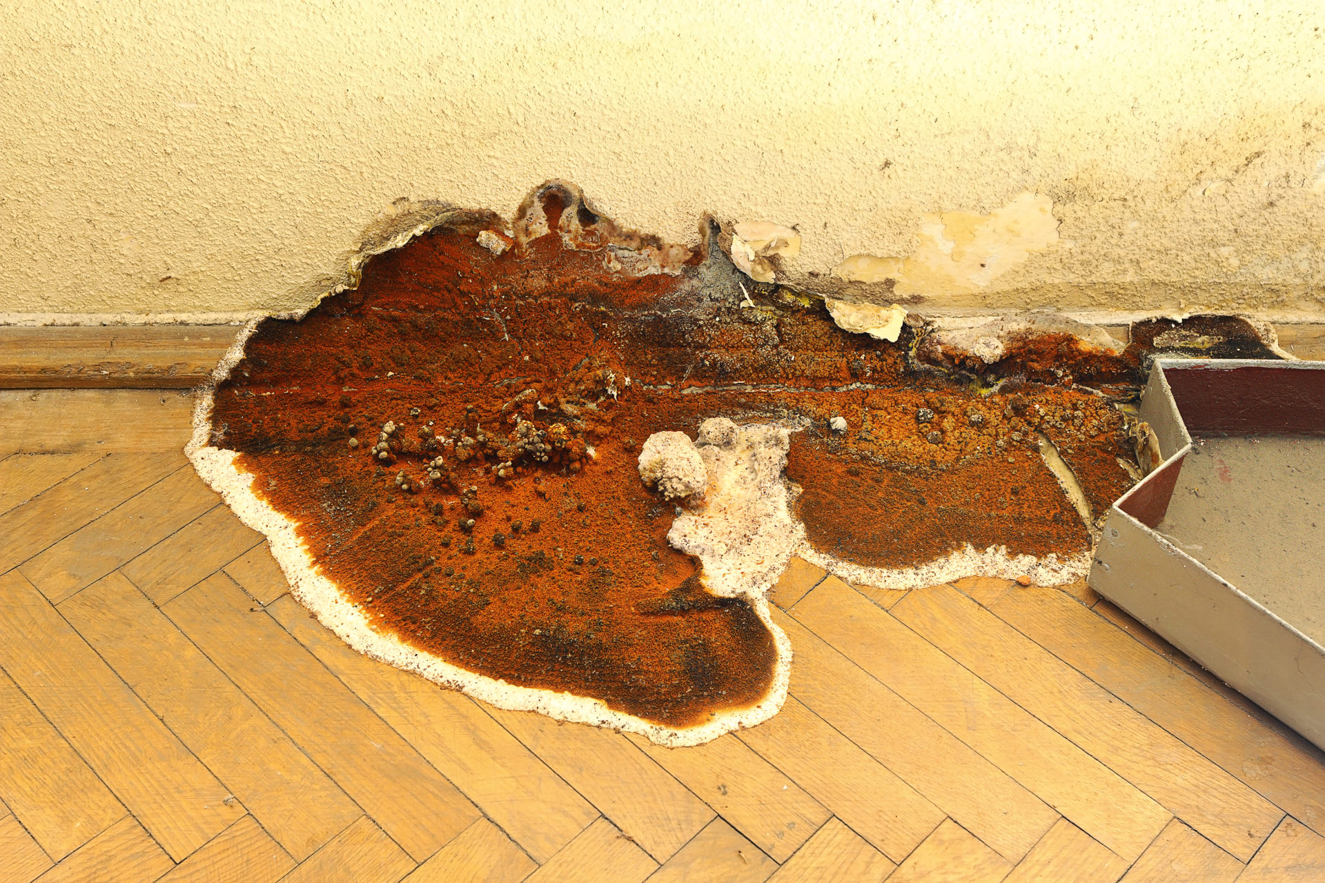 Champignon lignivore dans une maison : comment le reconnaître et le ...